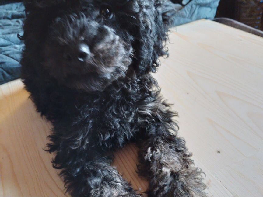 Щенок миниатюрного пуделя