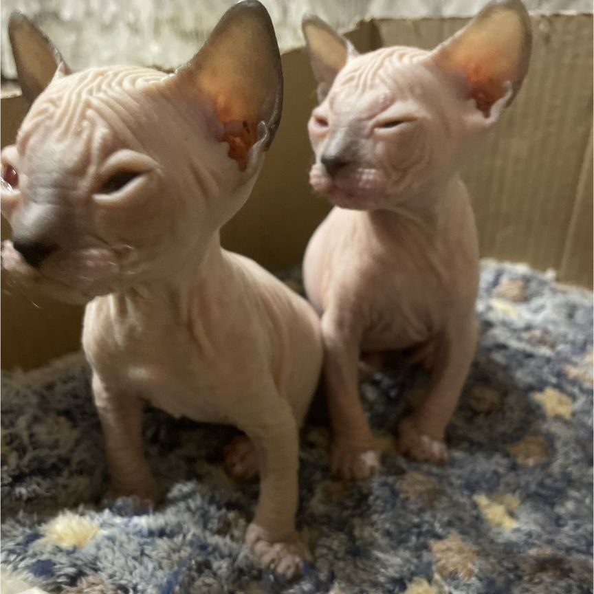 Продам котят сфинкс Донской