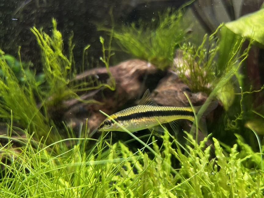 Сиамский водорослеед (SAE)