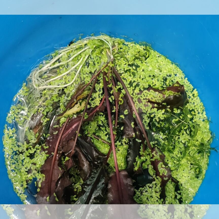 Аквариумная прополка