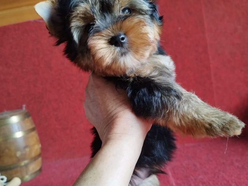 Кукольный мальчик