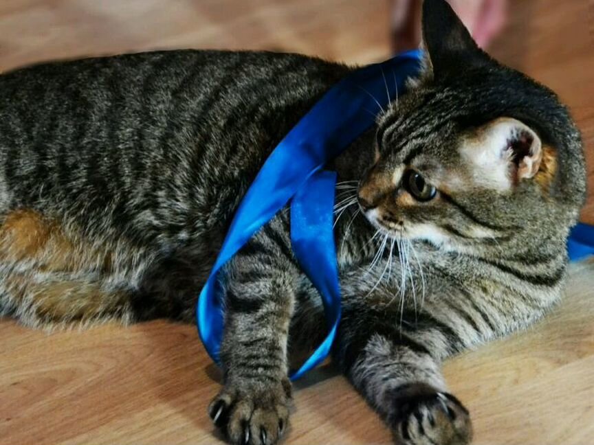 Лесная кошечка