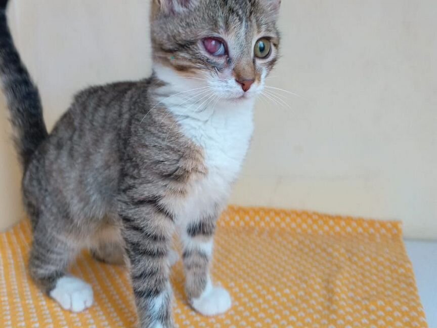 Маленький котик ждет любящее сердце
