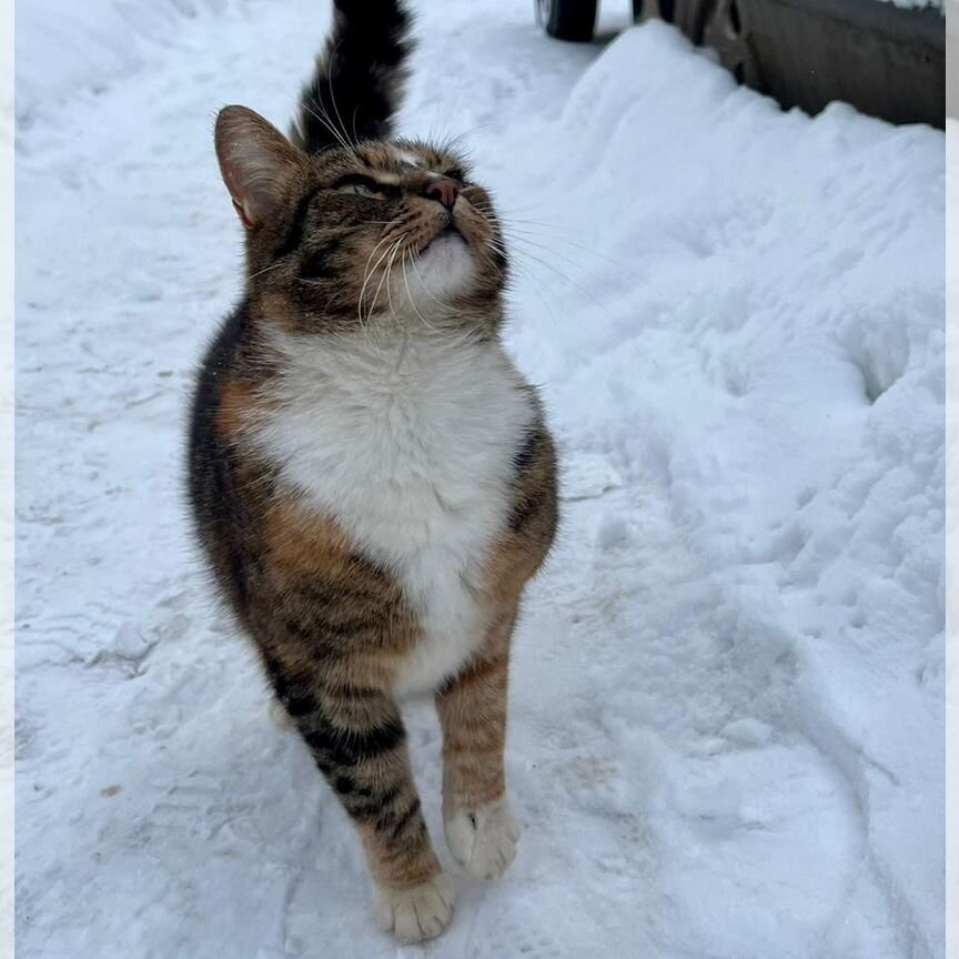Кошечка Матильда ищет свою семью