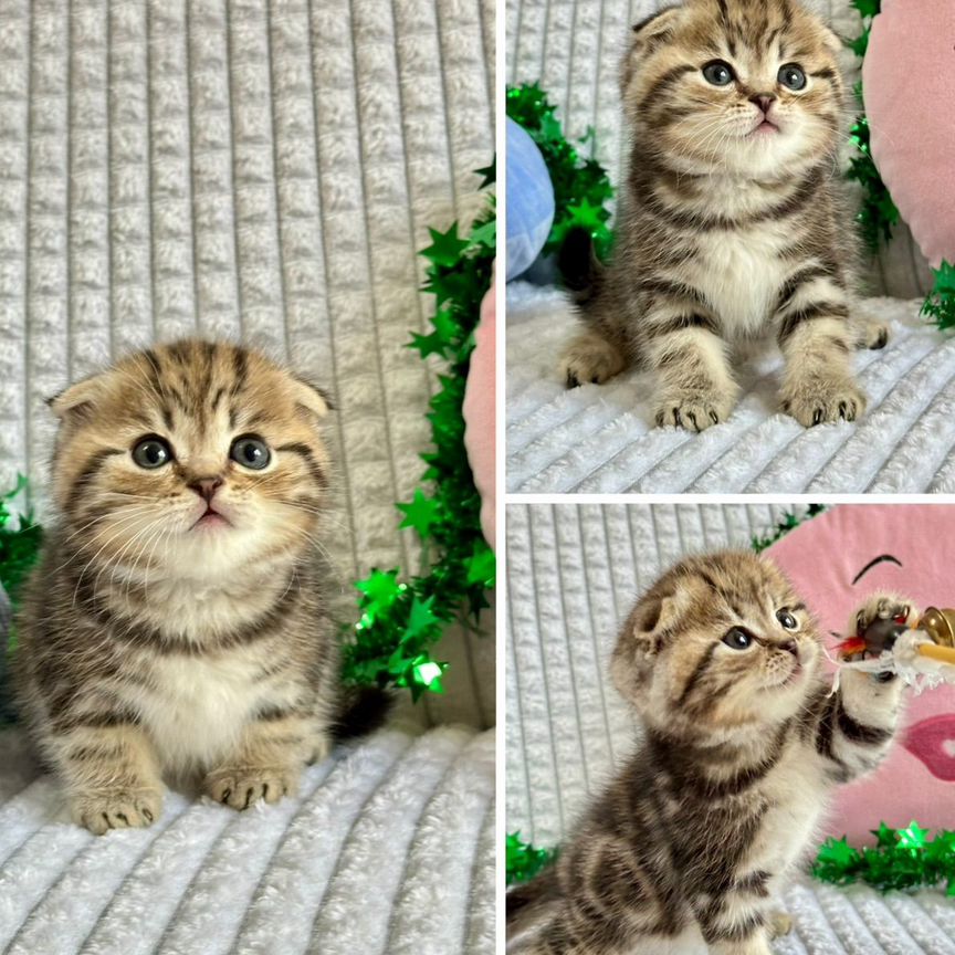 Шотландские вислоухие котята