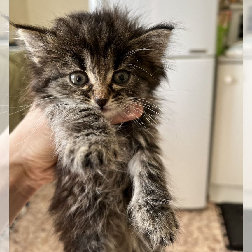 Норвежский лесной котенок