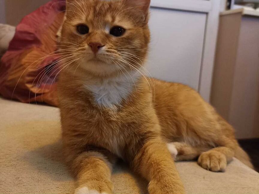 Кошка с изюмом Нала в семью, которая оценит