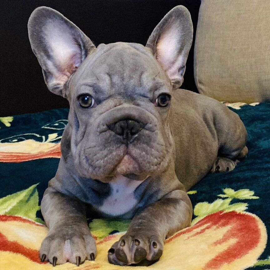 Французский бульдог, щенок
