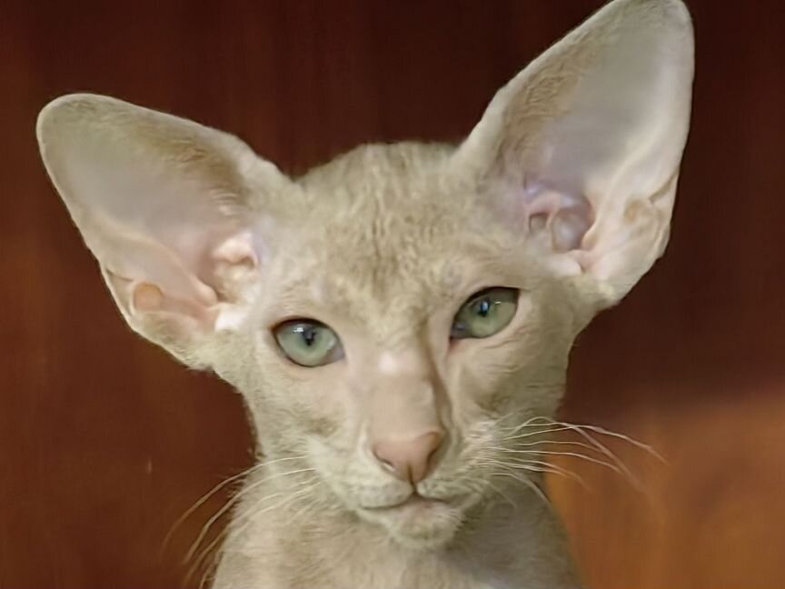 Ориентальный котик фавн 4 мес