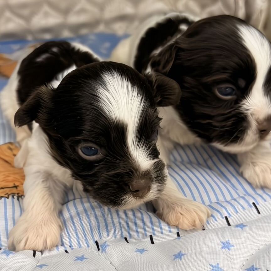 Йоркширский терьер, щенок