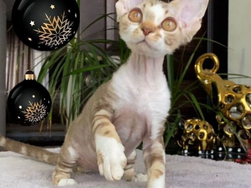 Шоколадный мрамор - мальчик