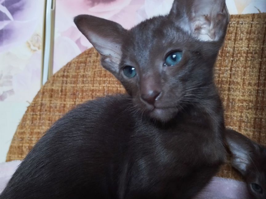 Ориентальная котята