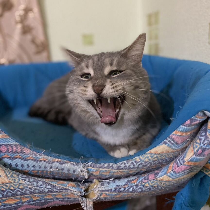 Кошка Нюра в добрые руки