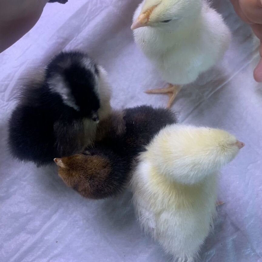 Цыплята Маран Легбар Адлеровская серебристая