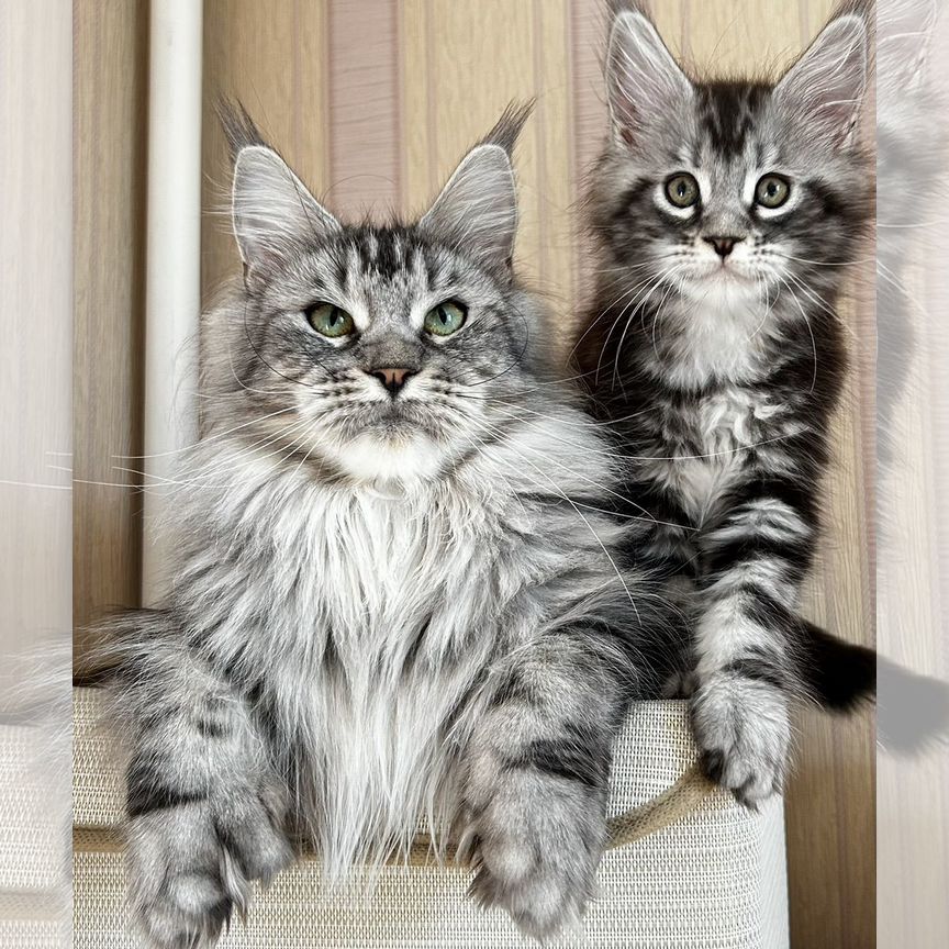 Котята мейн-кун