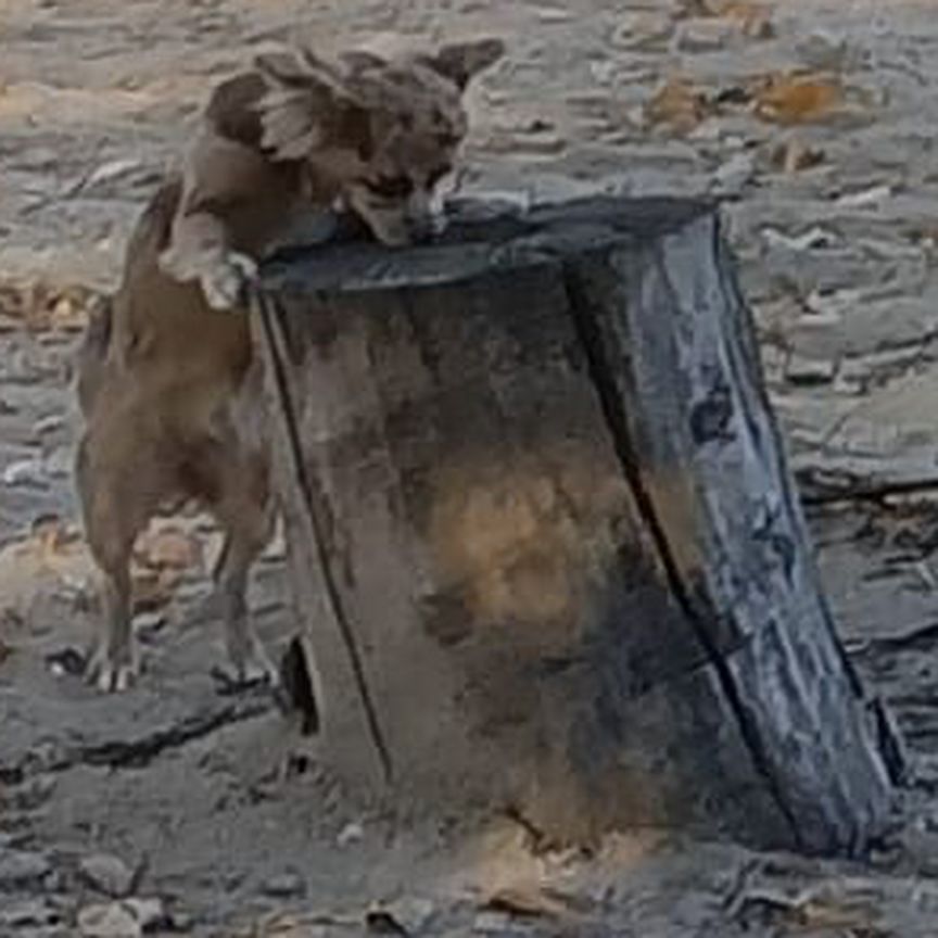 Щенок чихуахуа девочка