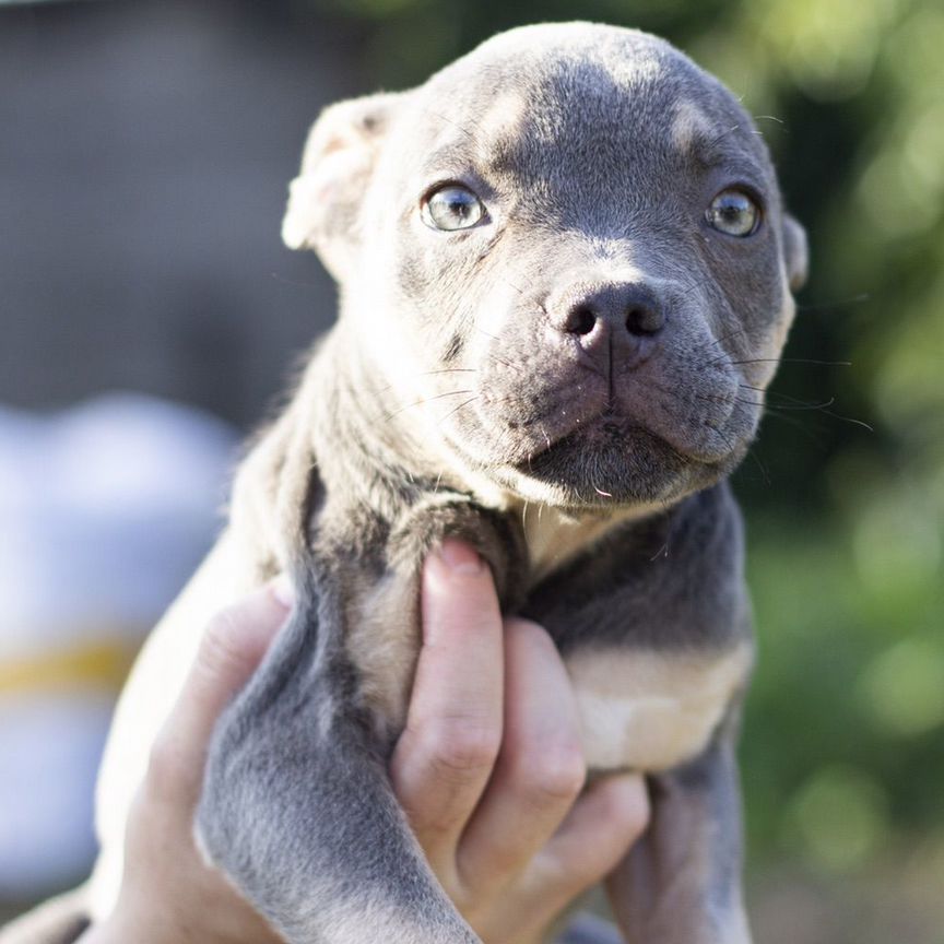 Американский булли классик