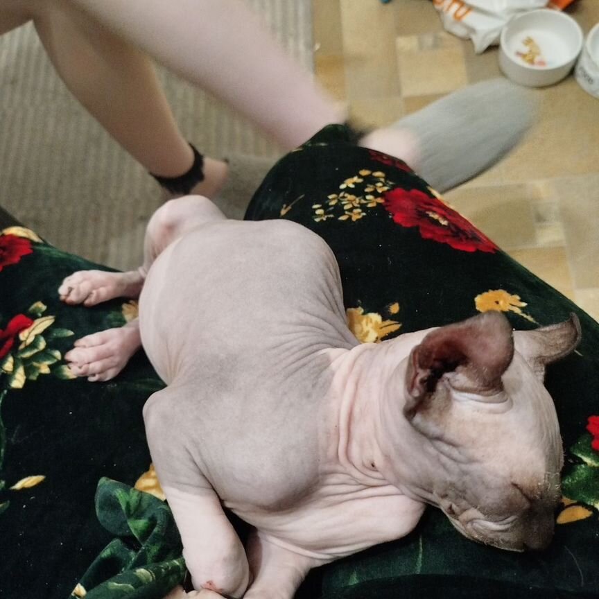 Продам котёнка мальчик 4 месяца
