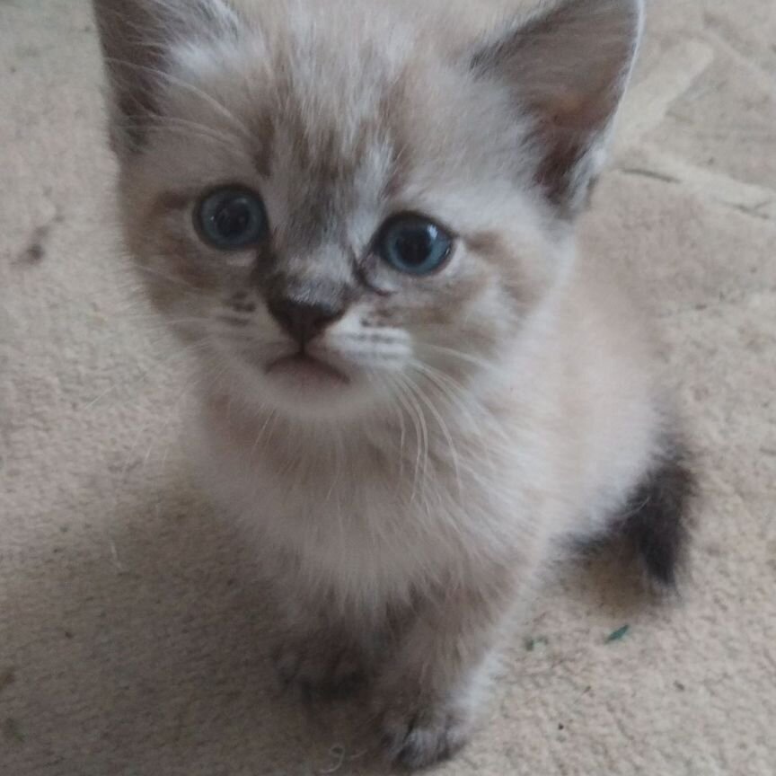 Котёнок