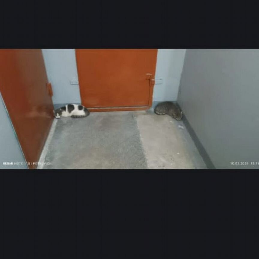 Взрослая, кошка в добрые руки