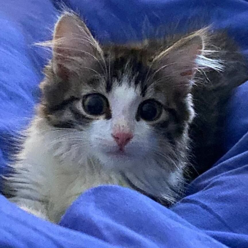 Норвежский лесной котёнок