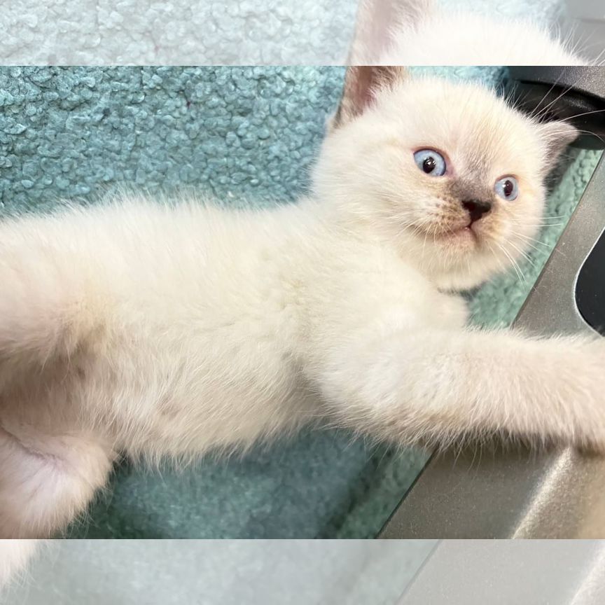 Шотландский прямоухий короткошёрстный котёнок