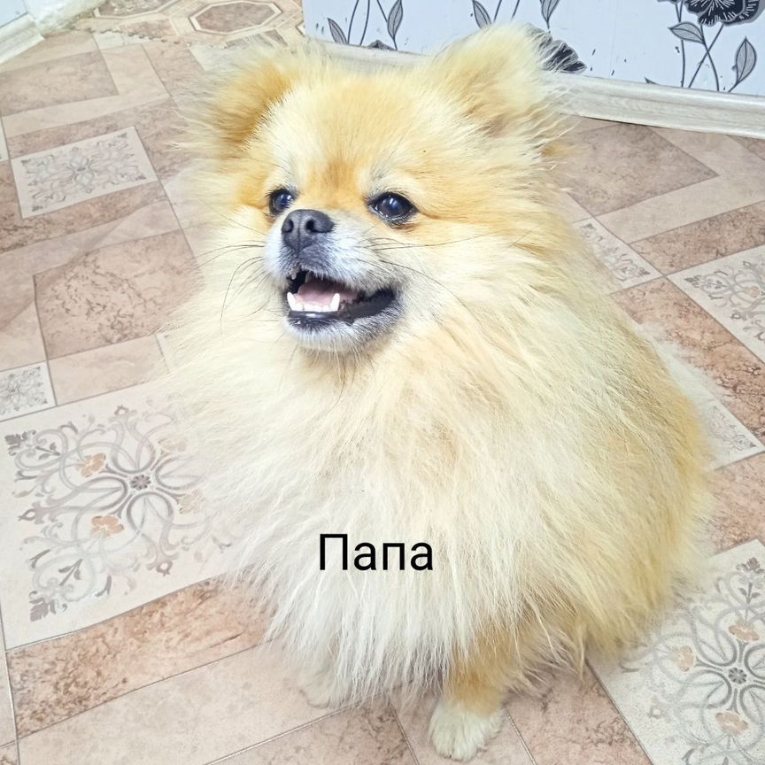 Померанский шпиц, щенок