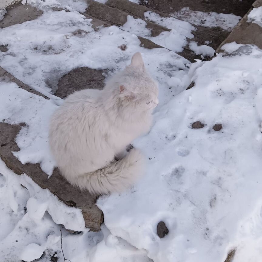 Котик в добрые руки мальчик