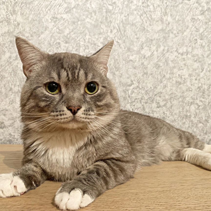 Котята в добрые руки мальчик
