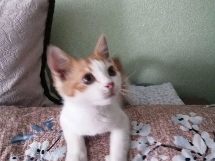 Котенок девочка