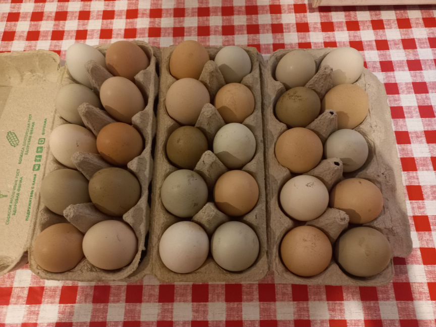 Инкубационное яйцо кур