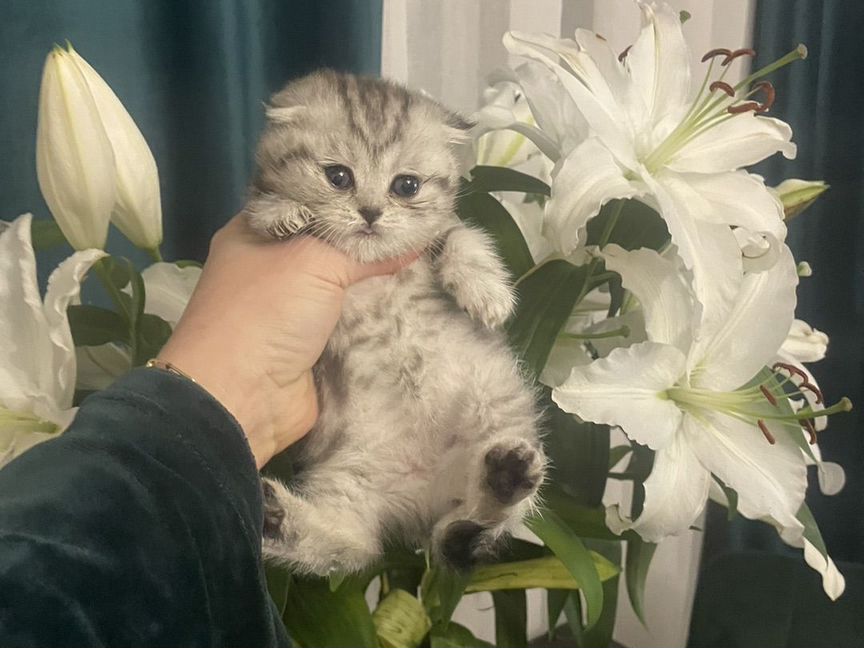 Шотландские котята(доставка)