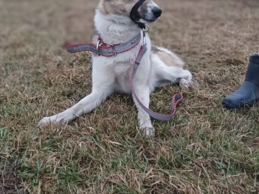 Собака