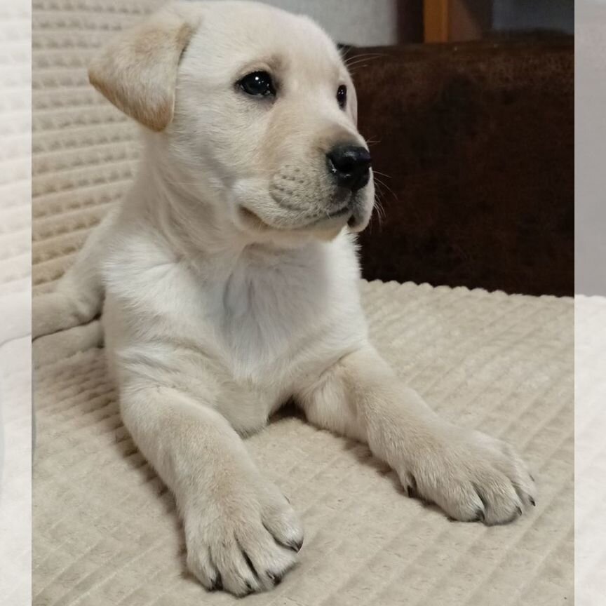 Лабрадор-ретривер, щенок