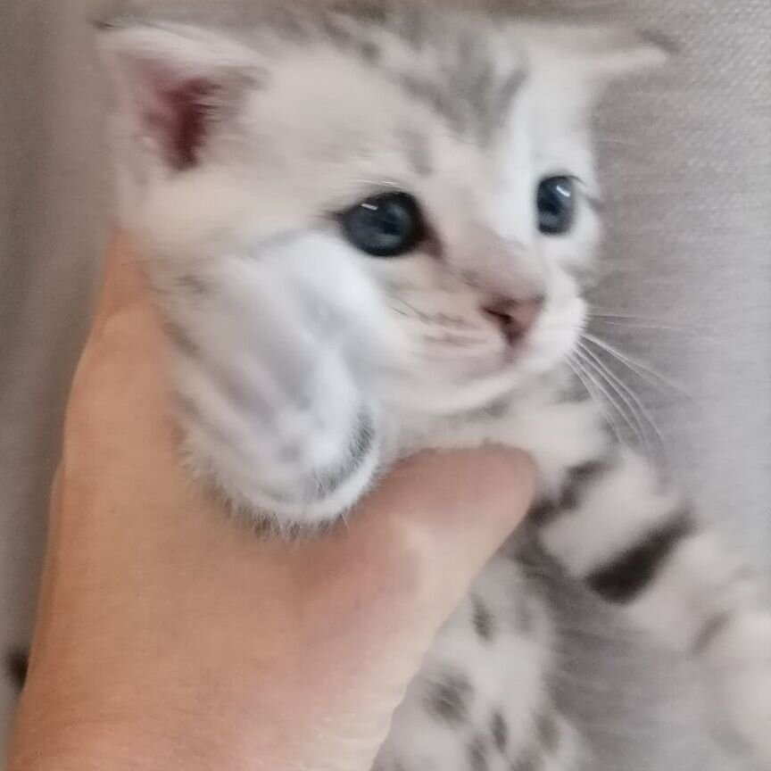 Манчкин котёнок