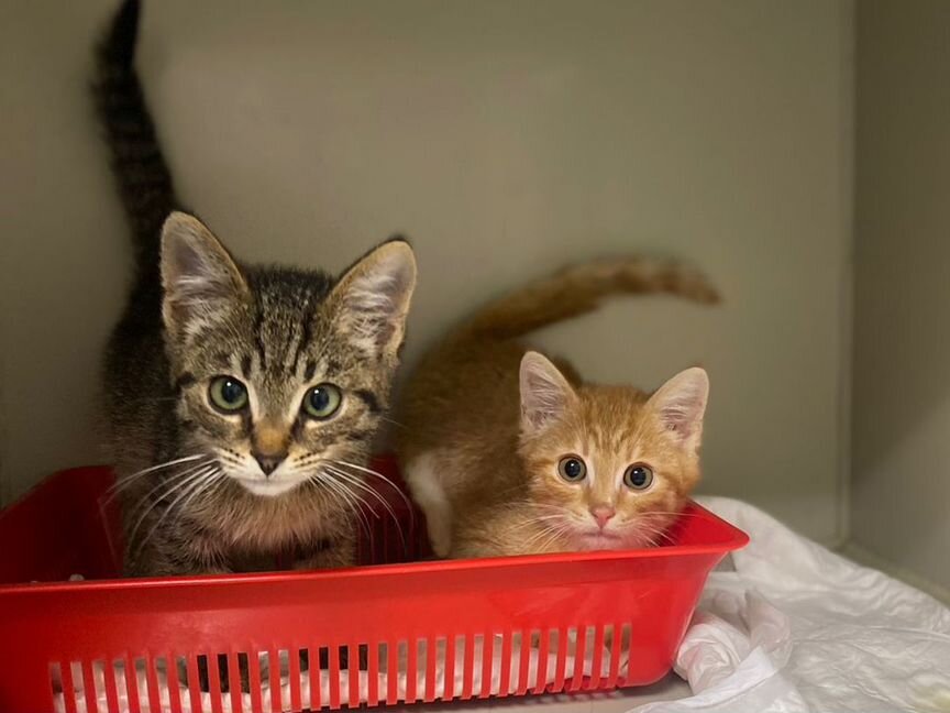 Очень ласковые котята 2 месяца