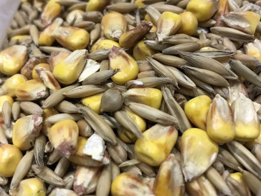 Корм для грызунов хомяков дегу шиншилл крыс