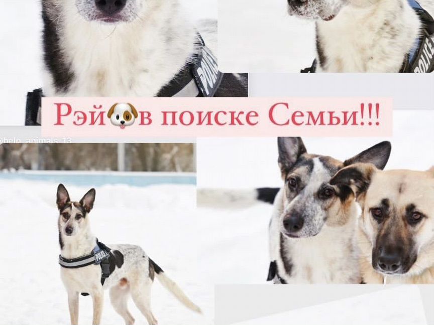 Собаки в дар бесплатно