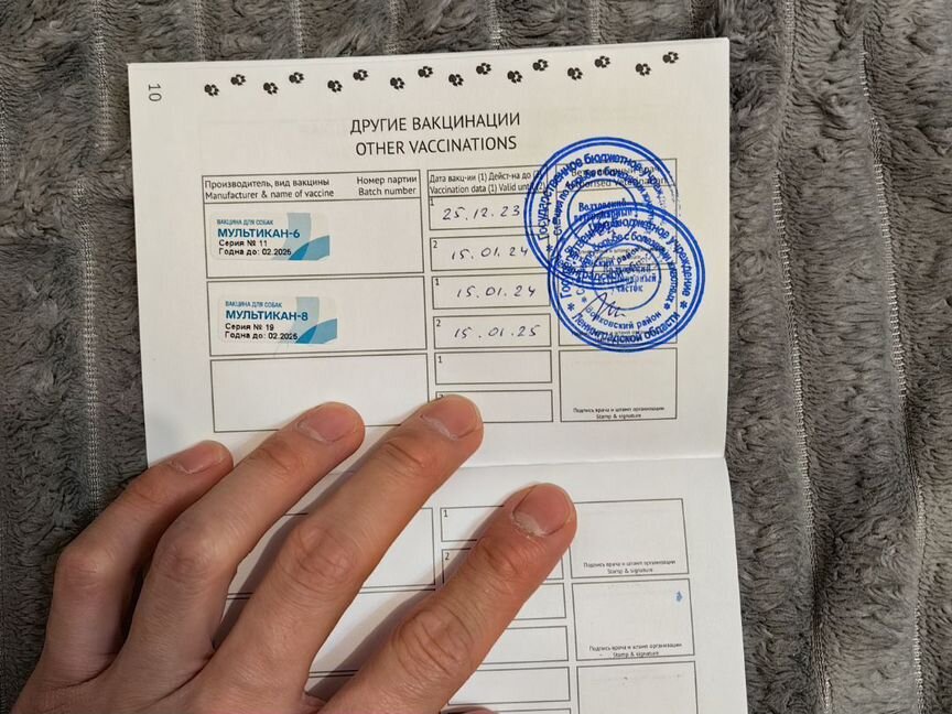 Щенки бшо