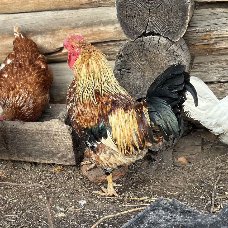 Продам петухов