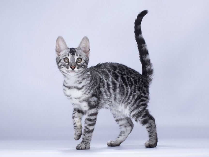 Бенгальская девочка серебро