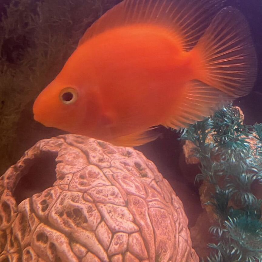 Аквариумные рыбы попугай