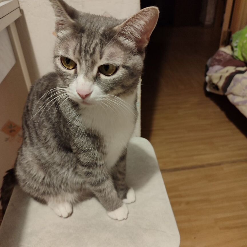 Отдам кошечку в добрые руки Москва