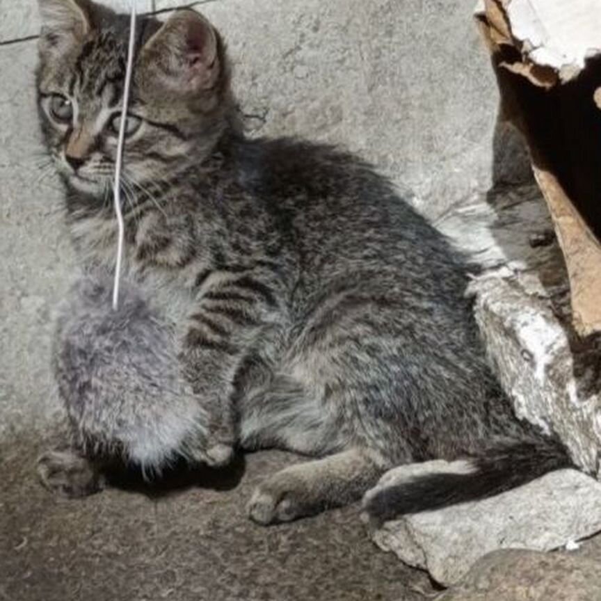 Котёнок в добрые руки