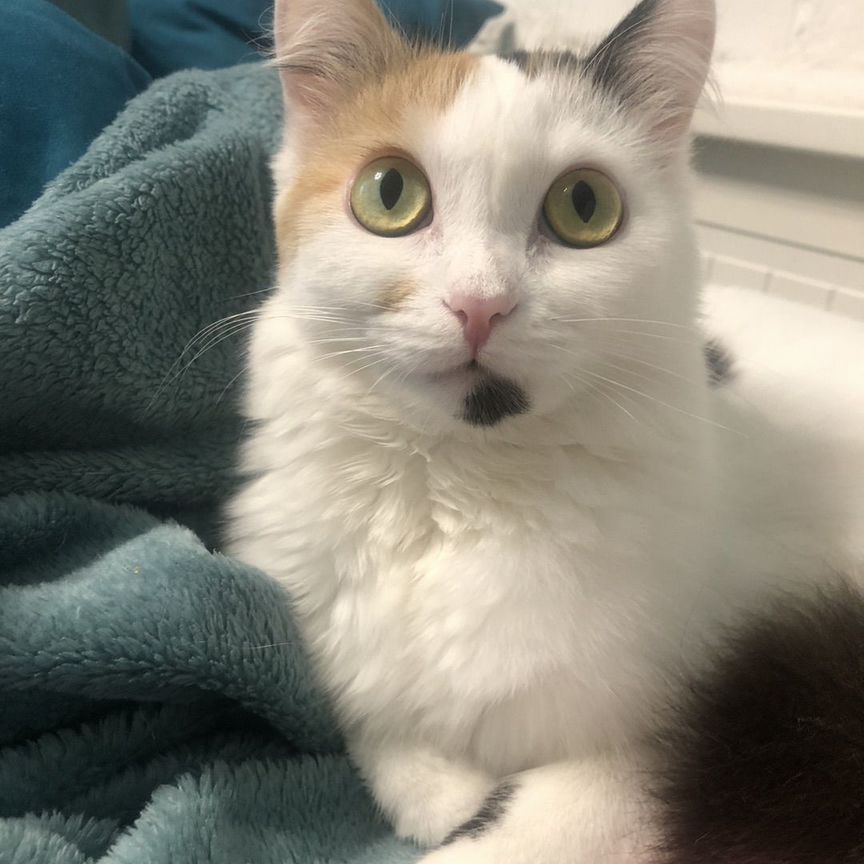 Отдам кошечку в добрые руки