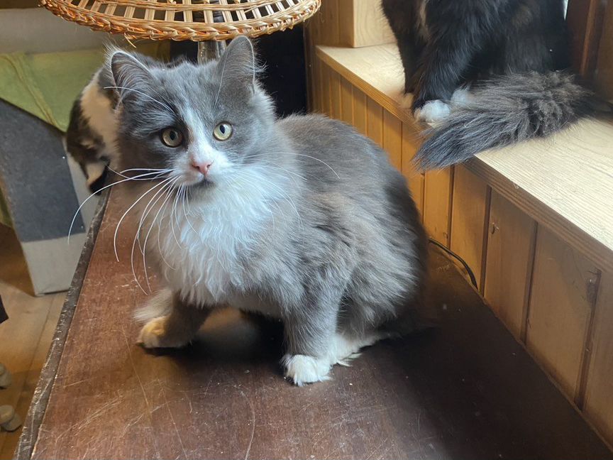 Котенок, кот, 5 месяцев