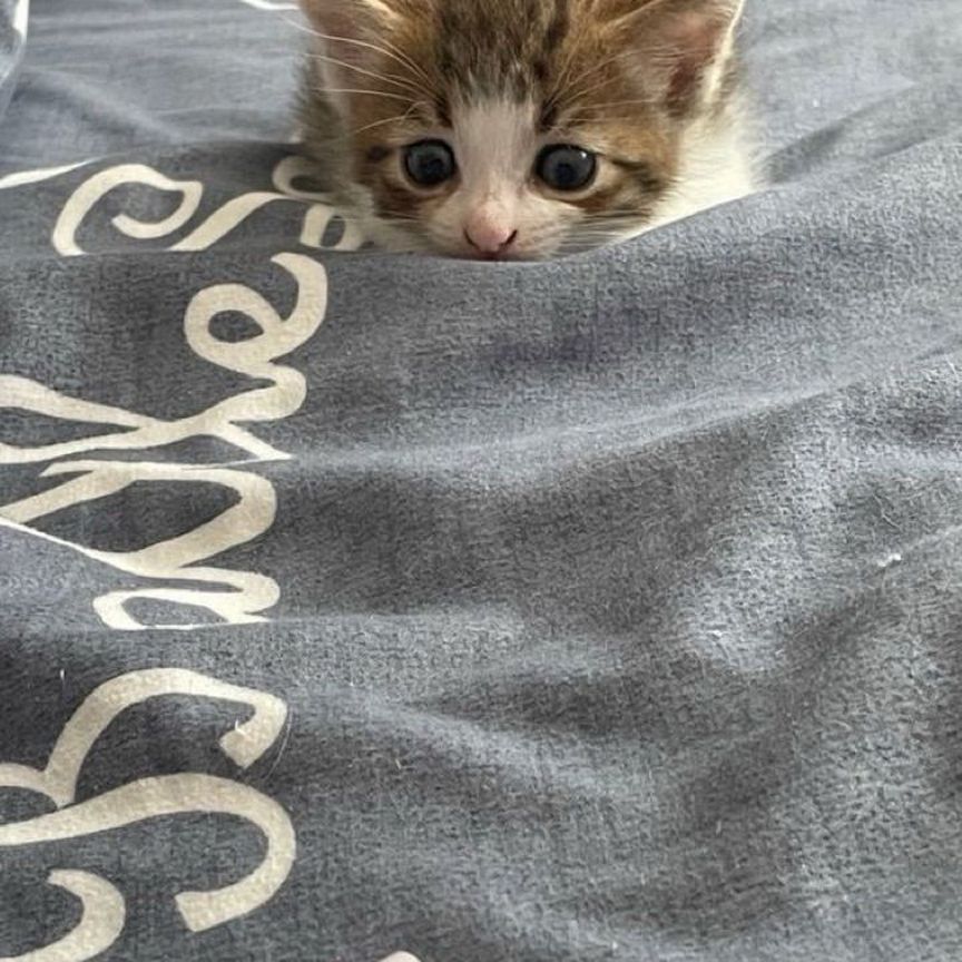 Котенок мальчик от сибирской кошки