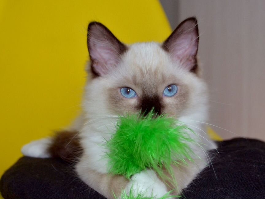 Умный и спокойный малыш регдолл