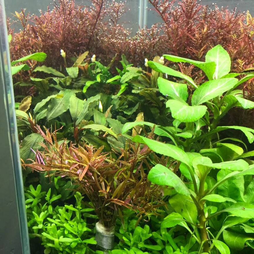 Ротала индика