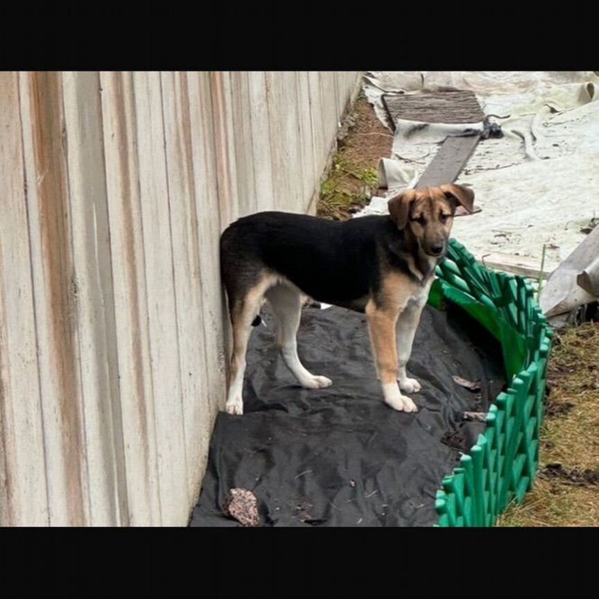 Щенок девочка в добрые руки